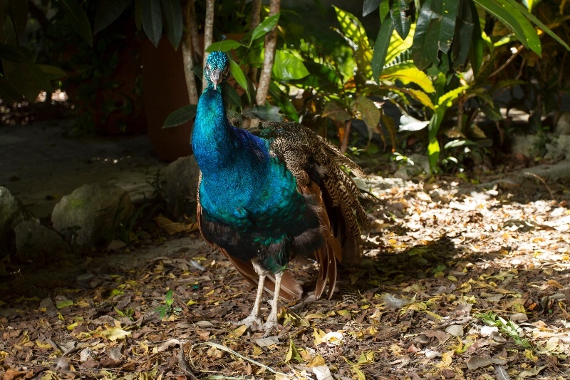 12 animales que encontrarás en Sandos | Sandos