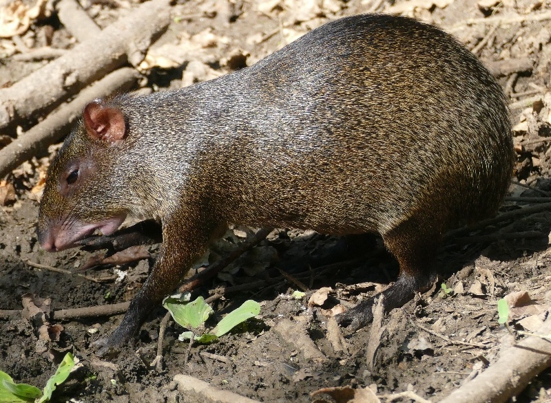 Amazing Mexican Animals and Wildlife | Sandos